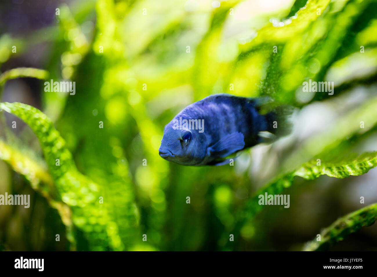 Tropical sea life display hi-res stock photography and images - Alamy