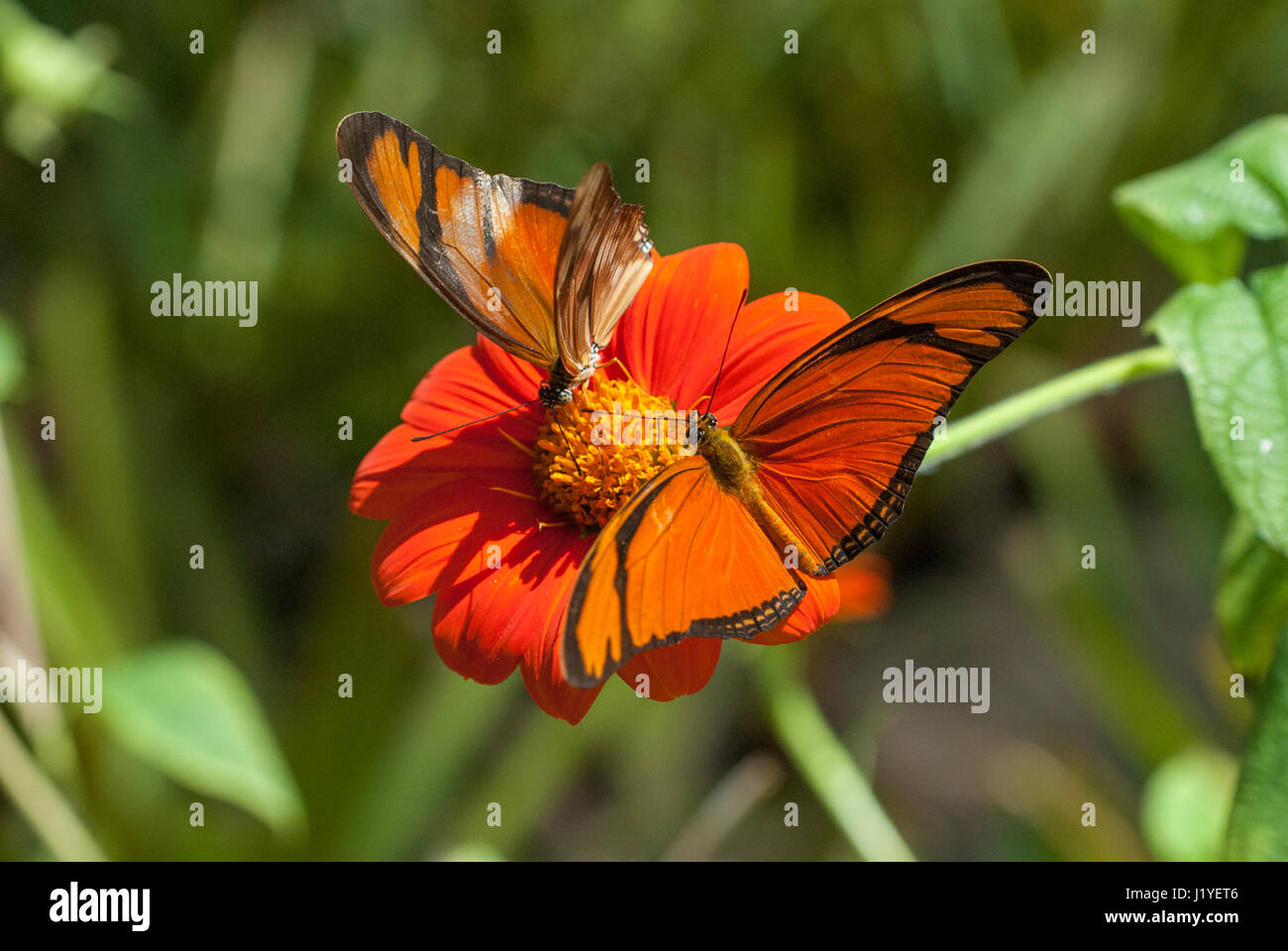 A pair of Julia butterflies (Dryas iulia) feeding on nectar from an ...