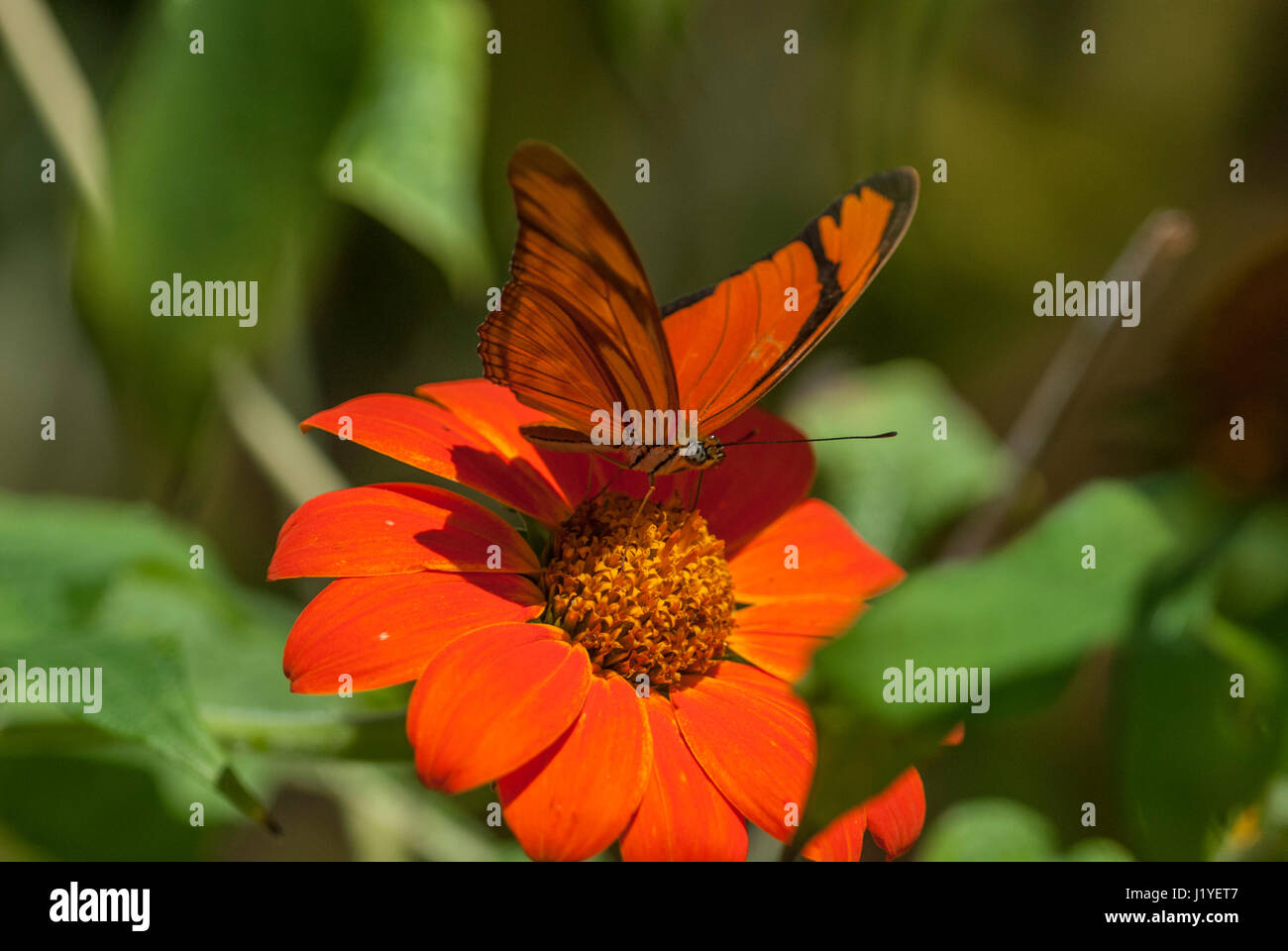 Julia butterfly (Dryas iulia) feeding on nectar from an orange coloured ...