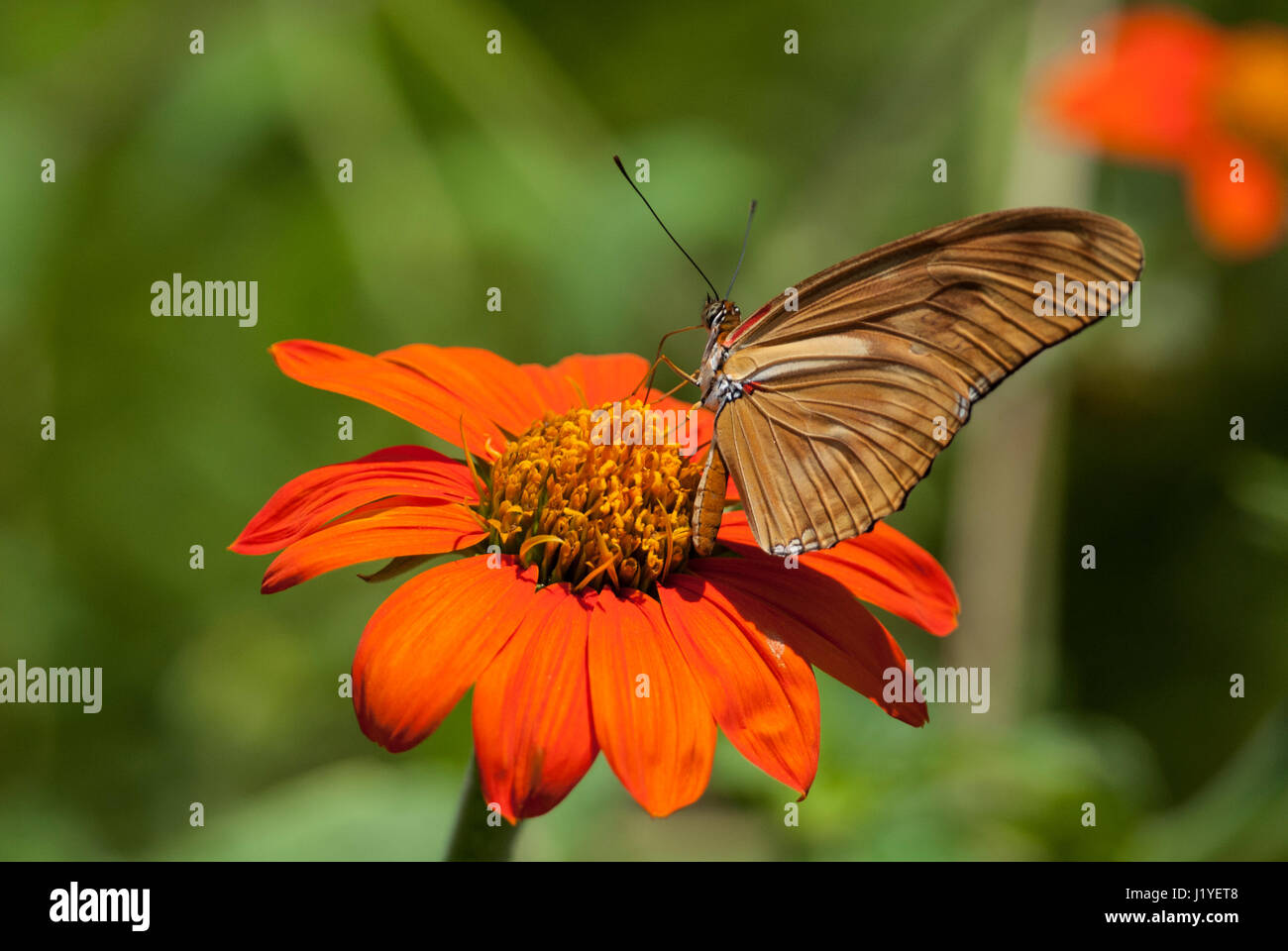 Julia butterfly (Dryas iulia) feeding on nectar from an orange coloured ...