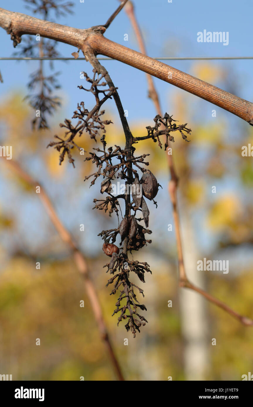 End of season cold dried grapes on a vine Stock Photo - Alamy