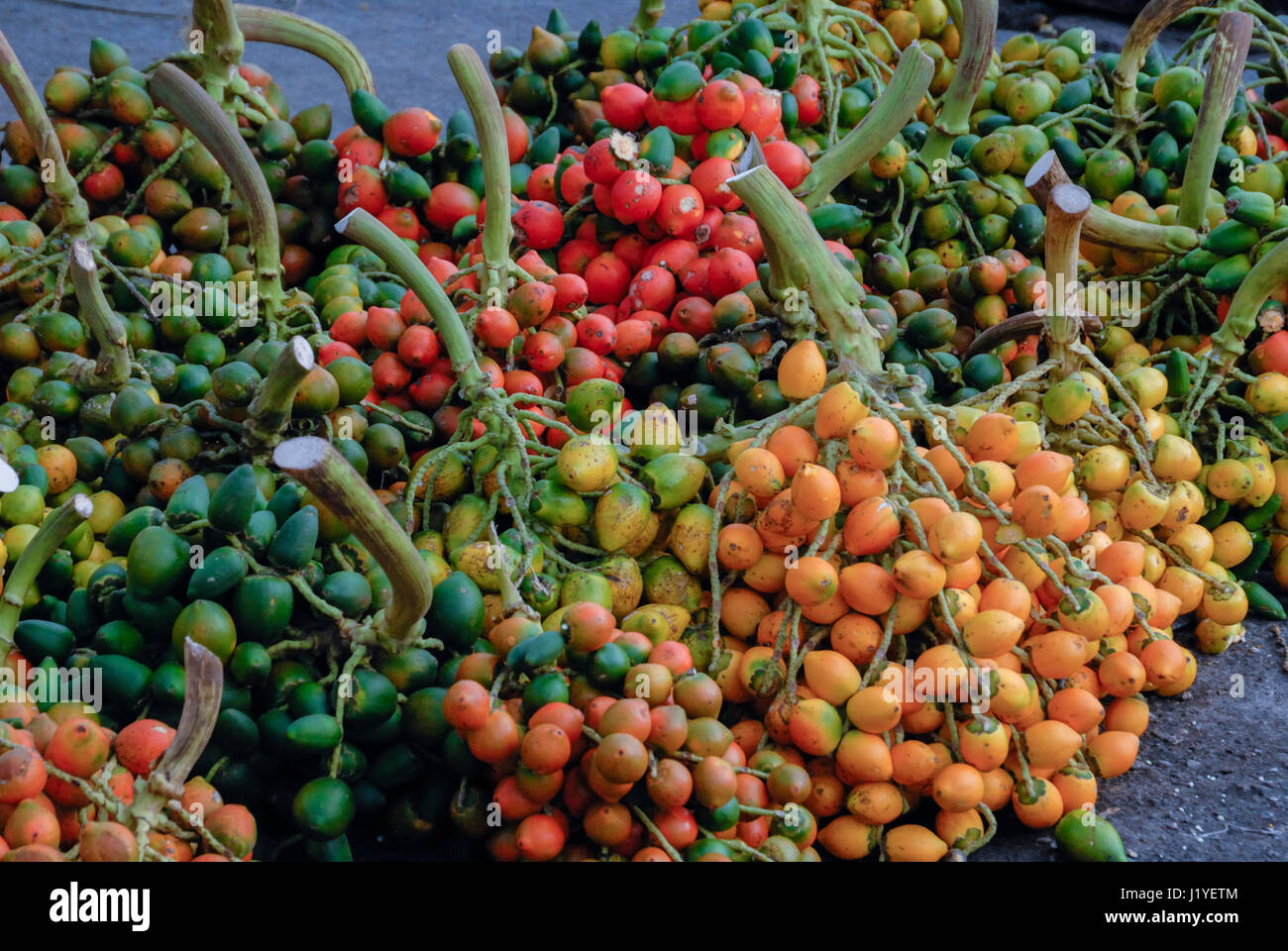 Bactris gasipaes hi-res stock photography and images - Alamy
