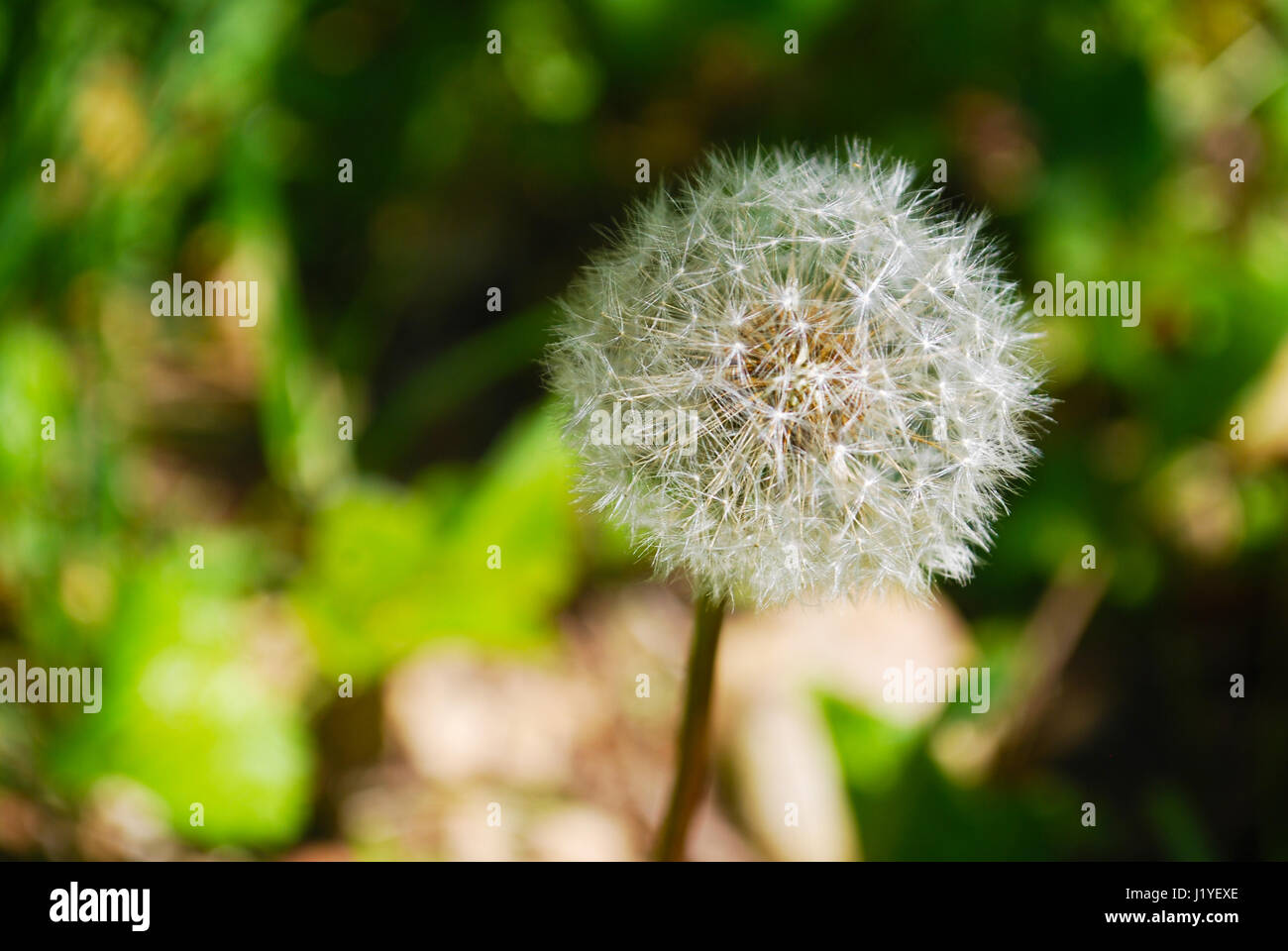 A Dandelion Seed Head Stock Photo - Alamy