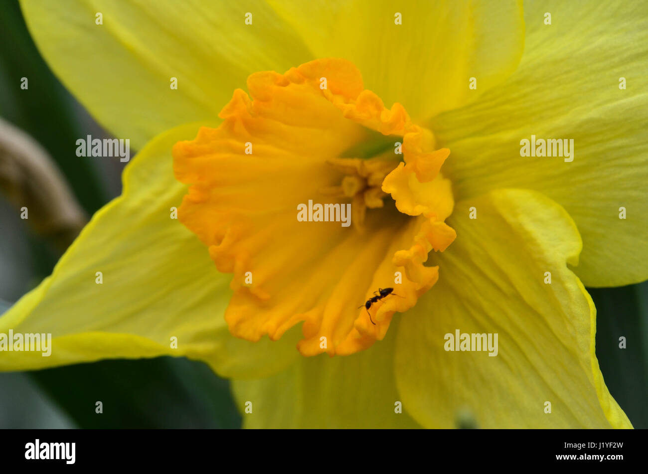 Common daffodil hi-res stock photography and images - Alamy