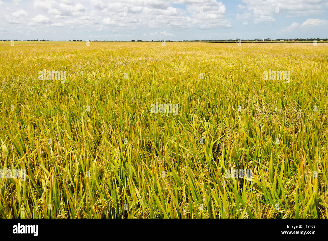 Padi Field, Sekinchan, Malaysia - Sekinchan, which literally means ...