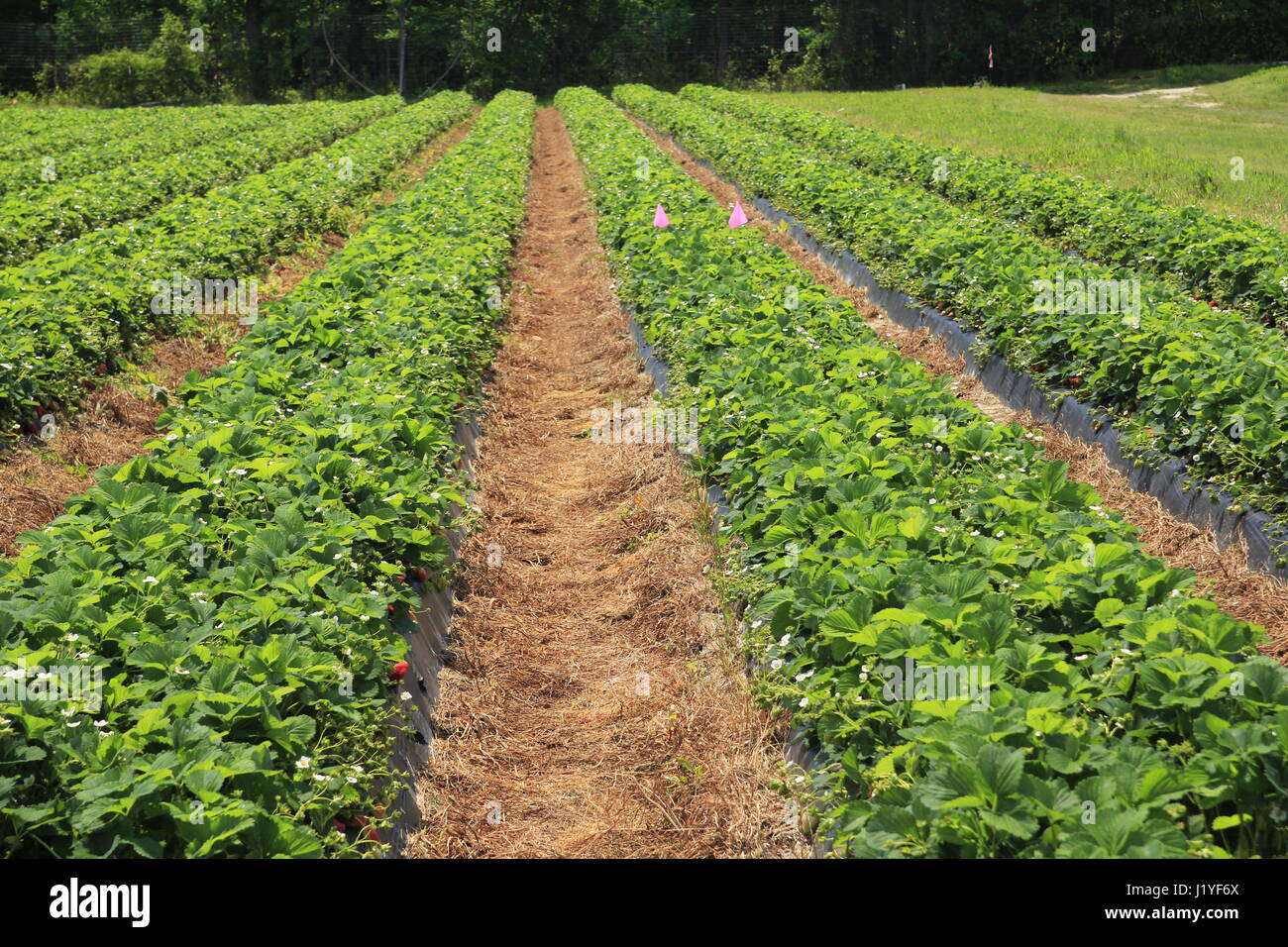 Strawberry rows hi-res stock photography and images - Alamy