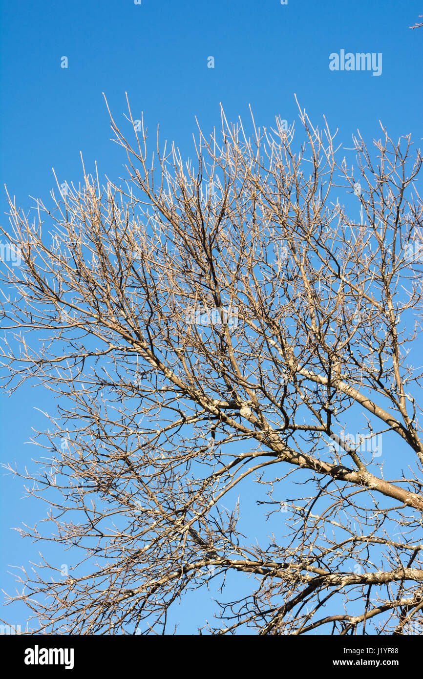 large oak tree in early spring against a brilliant blue sky Stock Photo ...