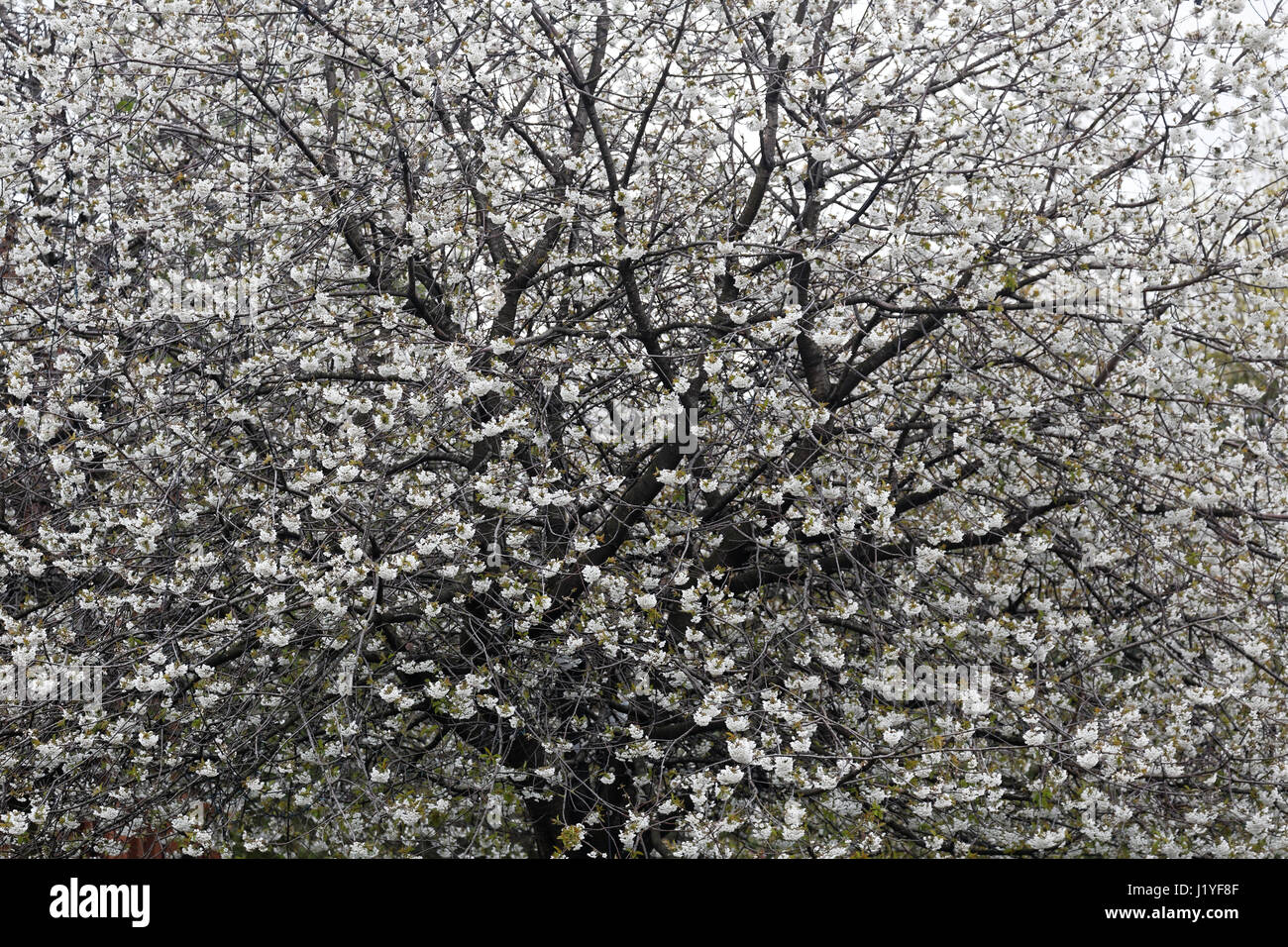 Spring natural background blossoming hi-res stock photography and ...