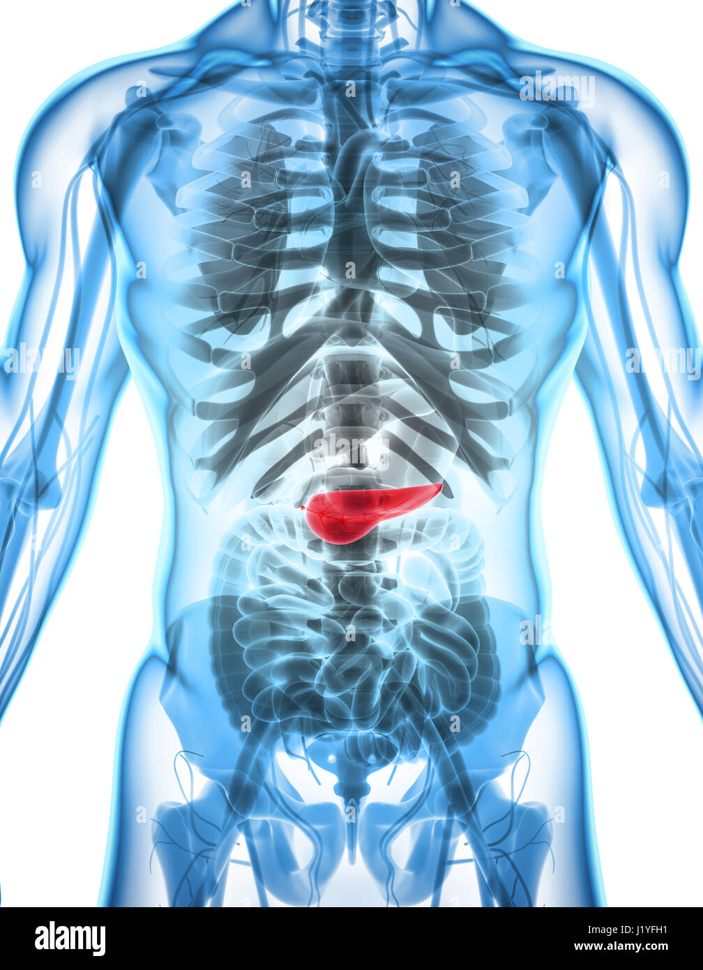 3D illustration of Pancreas - part of digestive system, medical concept ...