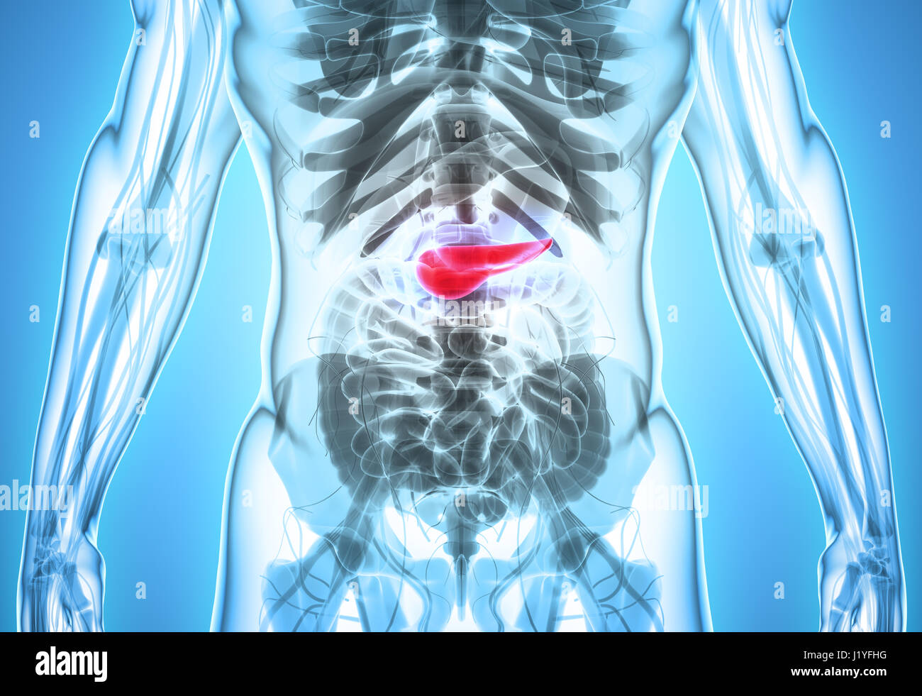 3D illustration of Pancreas - part of digestive system, medical concept ...