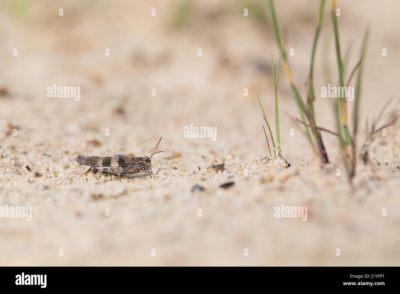 Blue shined grasshopper hi-res stock photography and images - Alamy