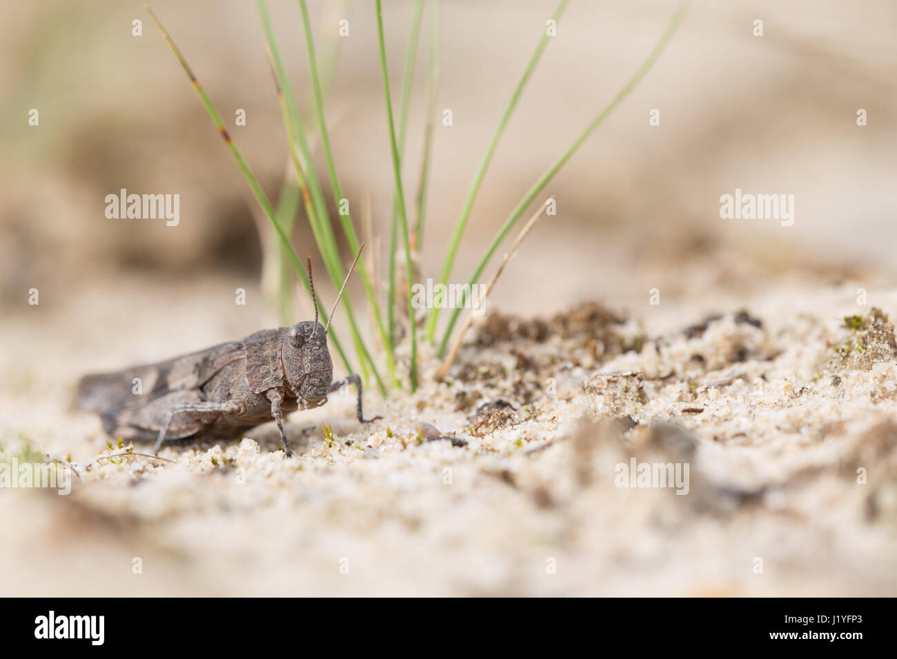 Blue shined grasshopper Stock Photo - Alamy