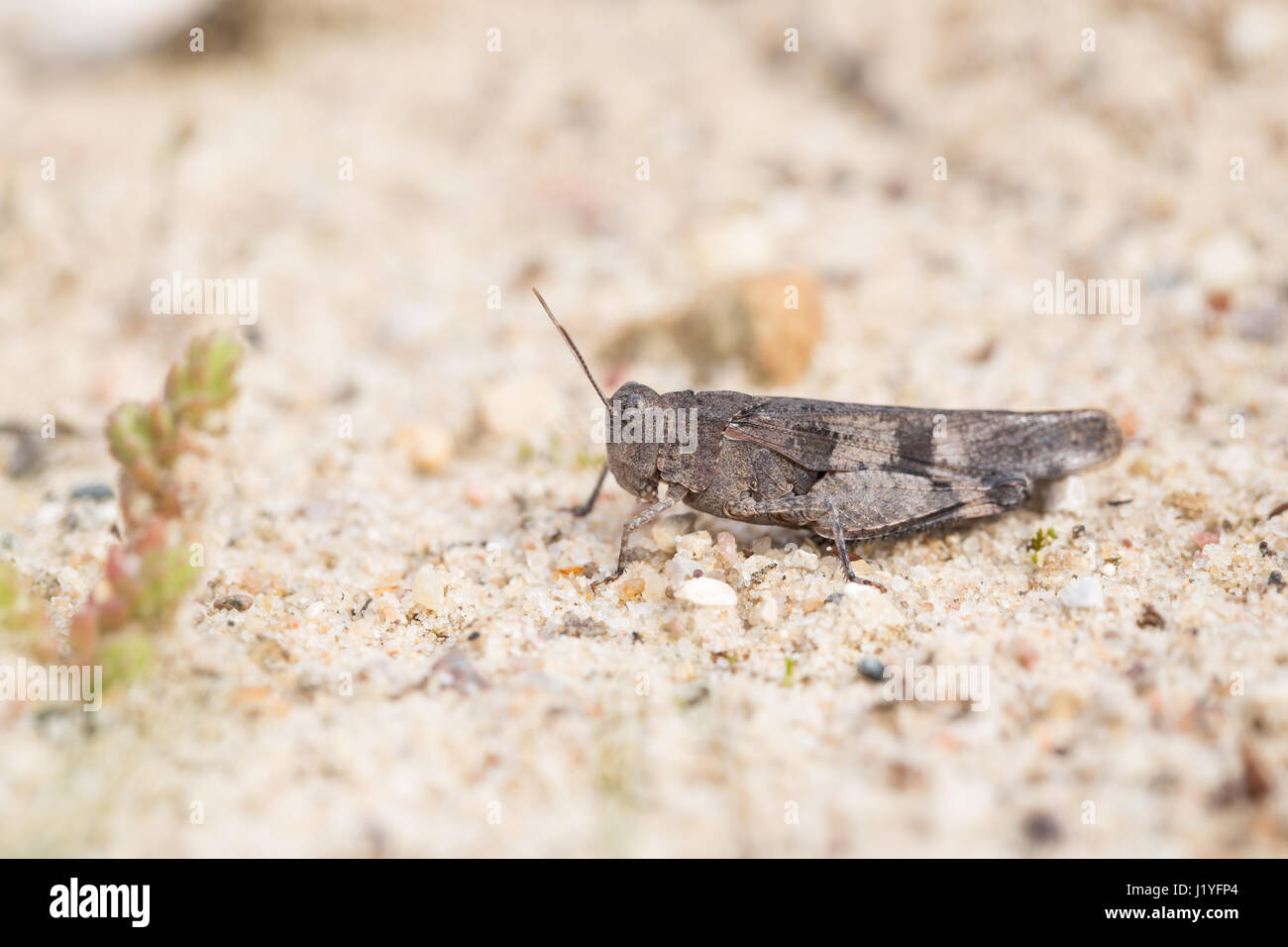 Blue Shined Grasshopper High Resolution Stock Photography and Images ...