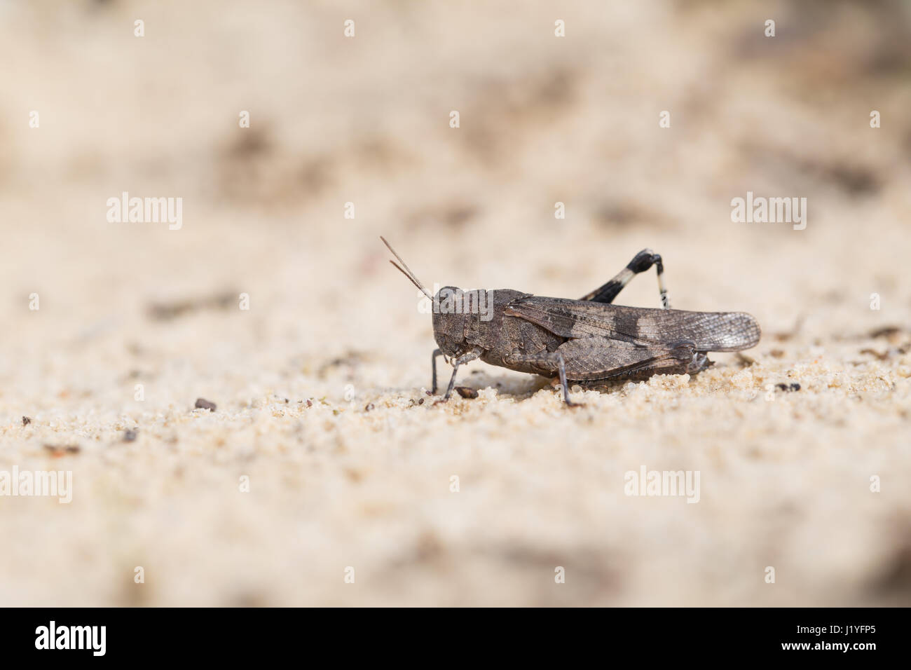 Blue shined grasshopper Stock Photo - Alamy