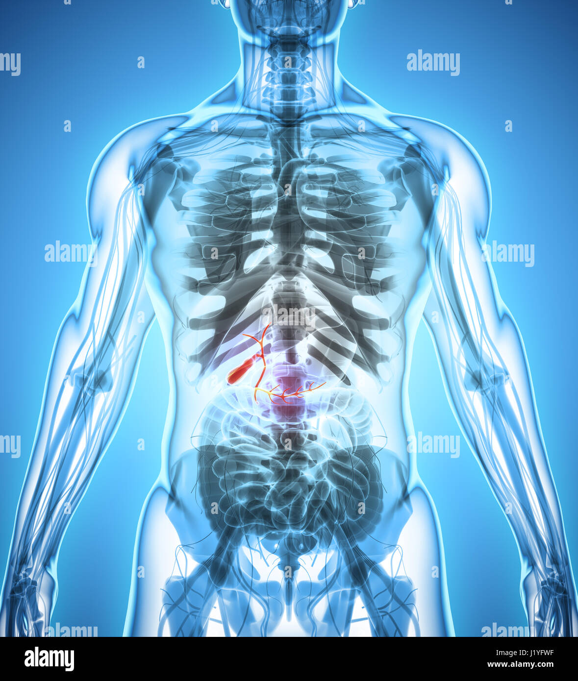 3D illustration of male Gallbladder, x-ray medical concept Stock Photo ...