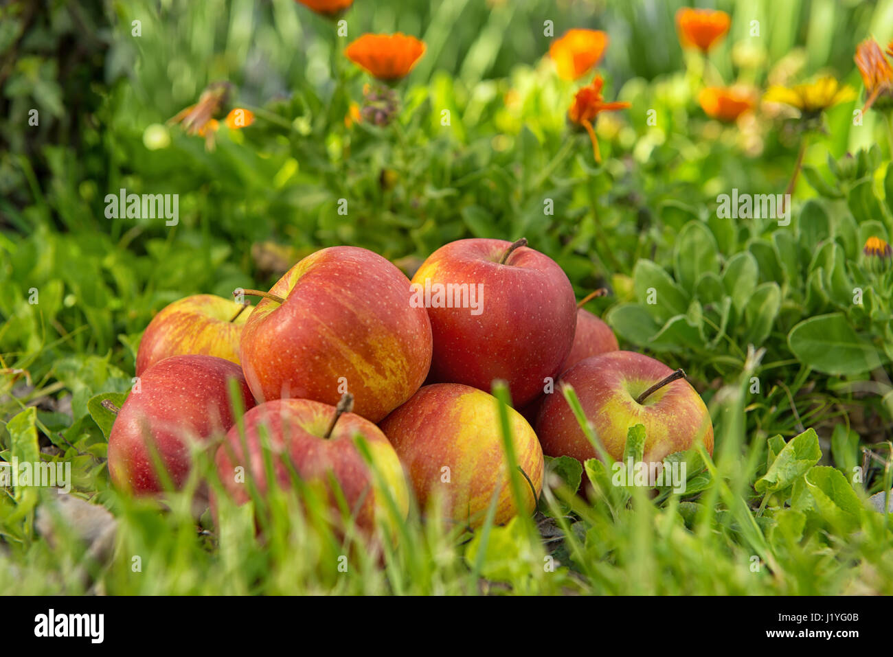 a group of apples in the grass, near a tree Stock Photo - Alamy