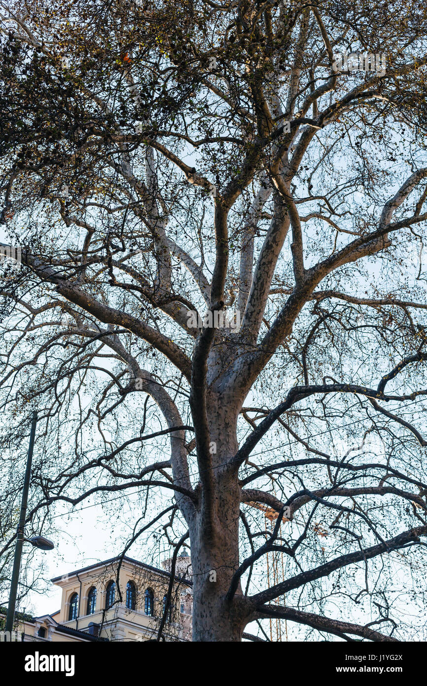 travel to Italy - sycamore tree in Verona city in spring evening Stock ...