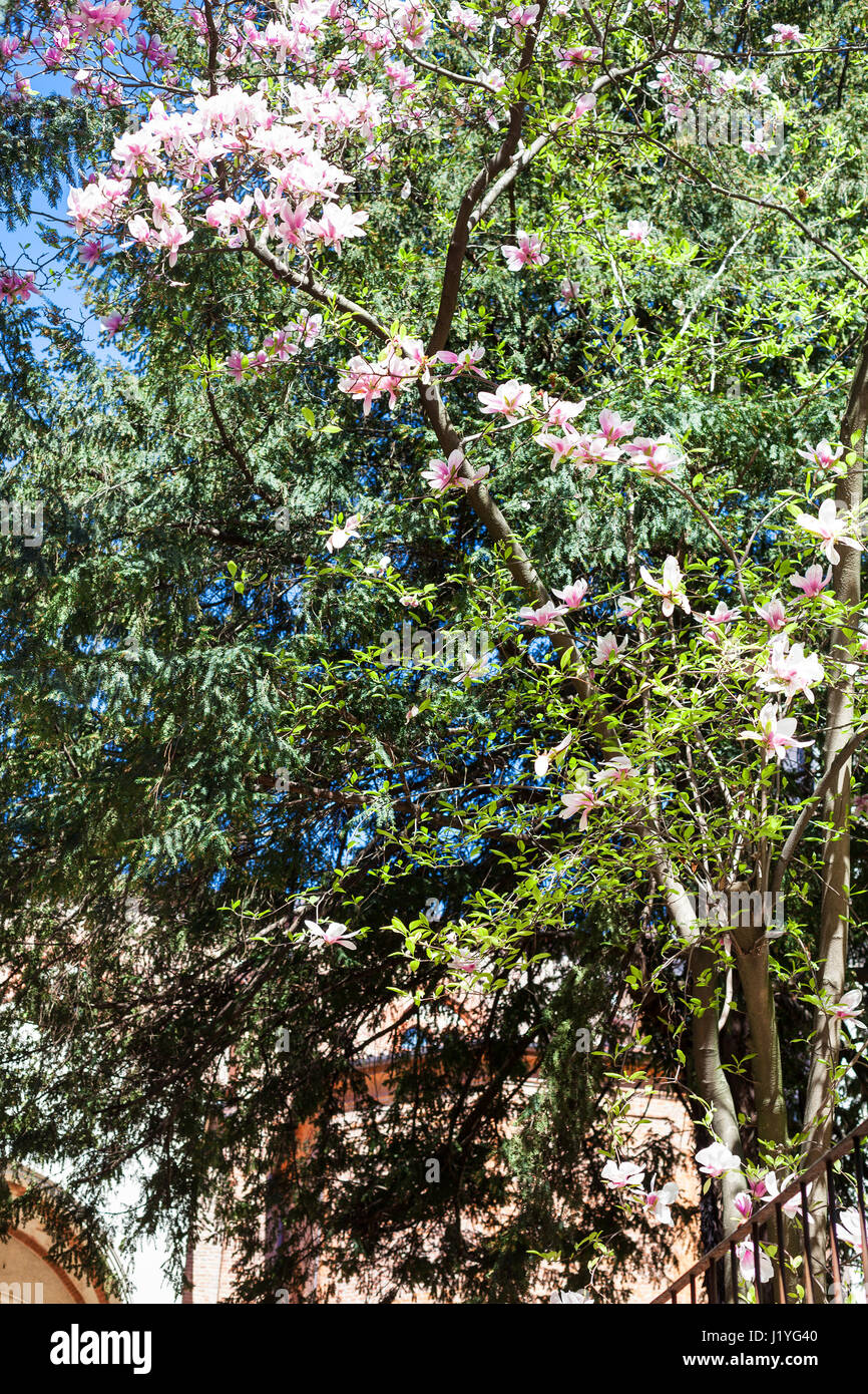 travel to Italy - pink flowers on Magnolia tree in Vicenza city in ...