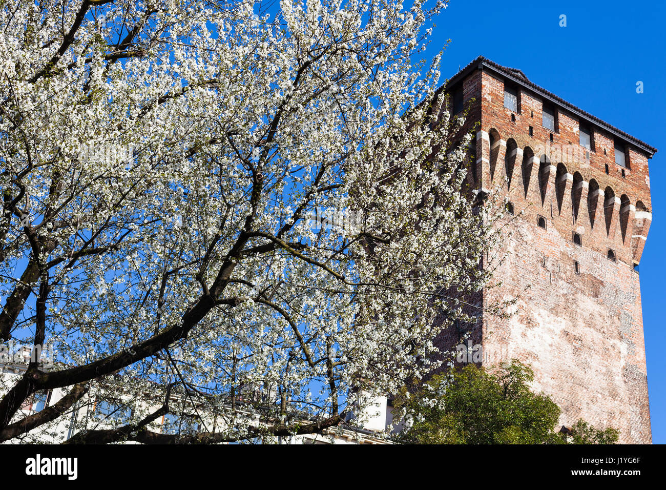 travel to Italy - blossoming cherry tree and view of Torre di Porta ...