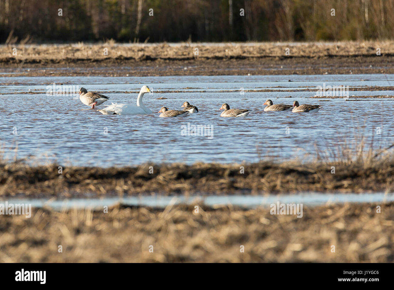 Whooper geese hi-res stock photography and images - Alamy