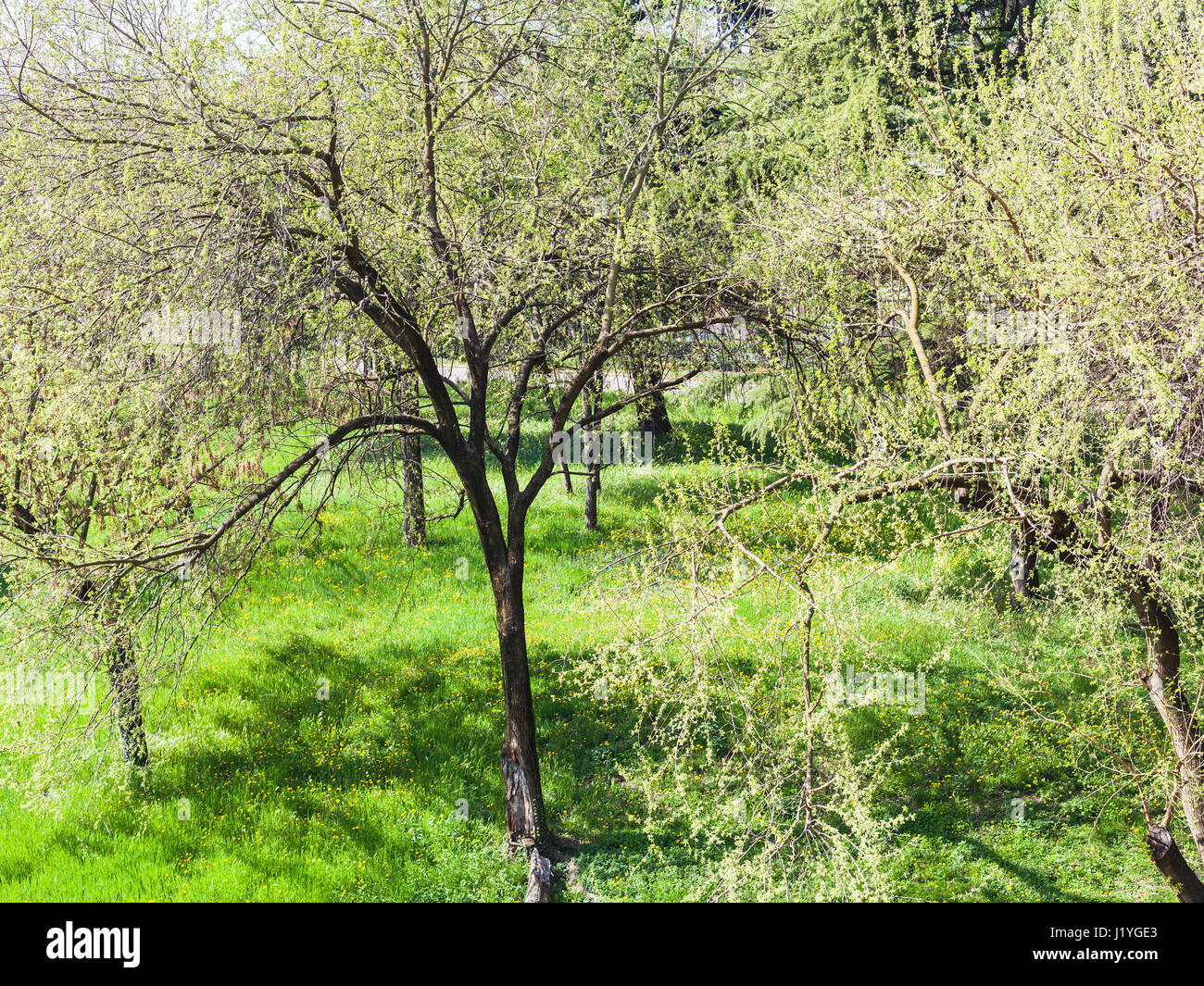 travel to Italy - young foliage on tree in Verona city park in spring ...