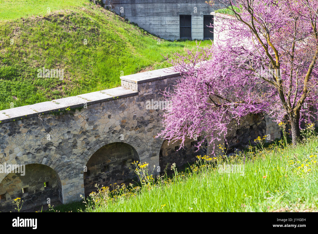 travel to Italy - flowering cercis tree and bastion walls in urban park ...