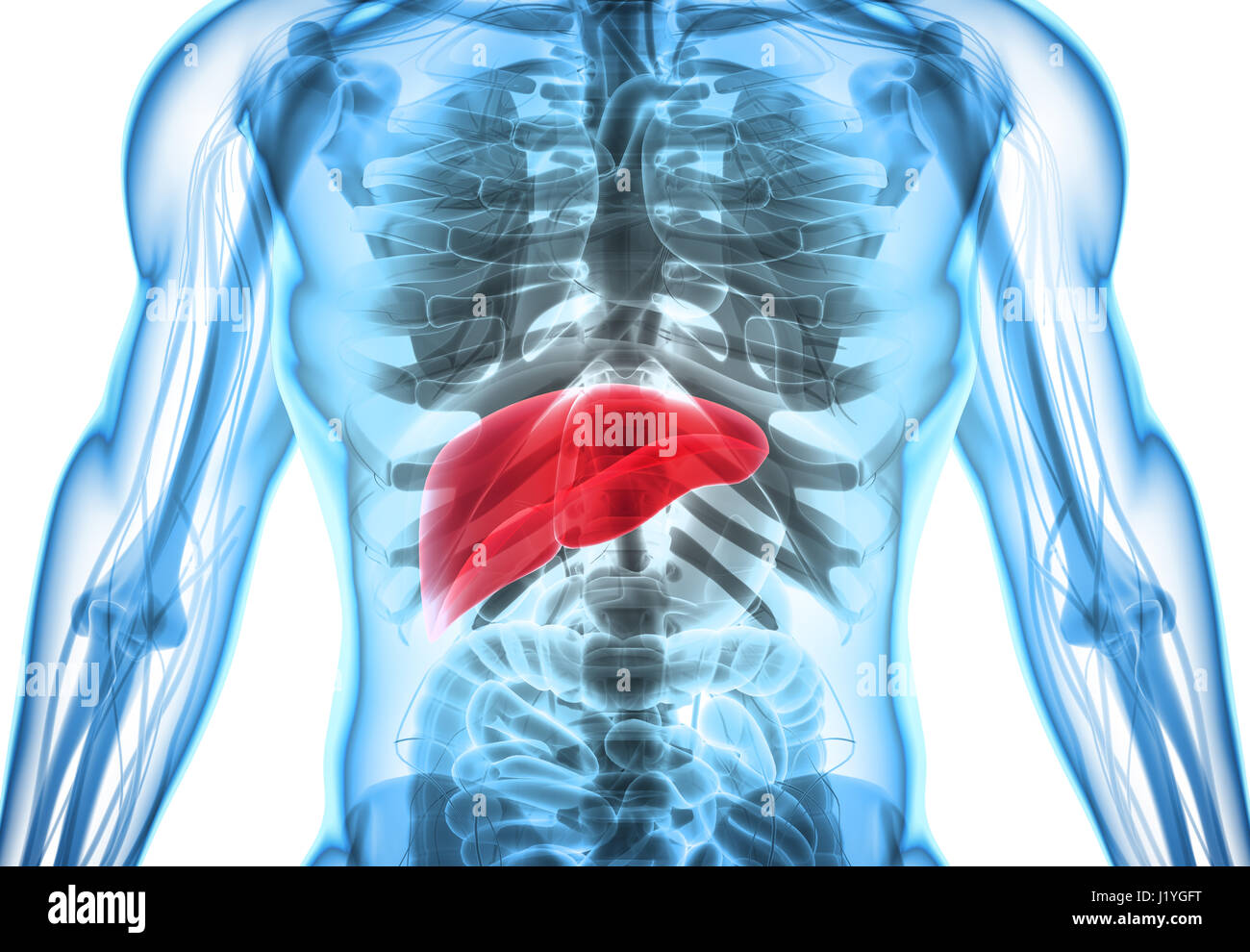 3D illustration of Liver - Part of Digestive System Stock Photo - Alamy
