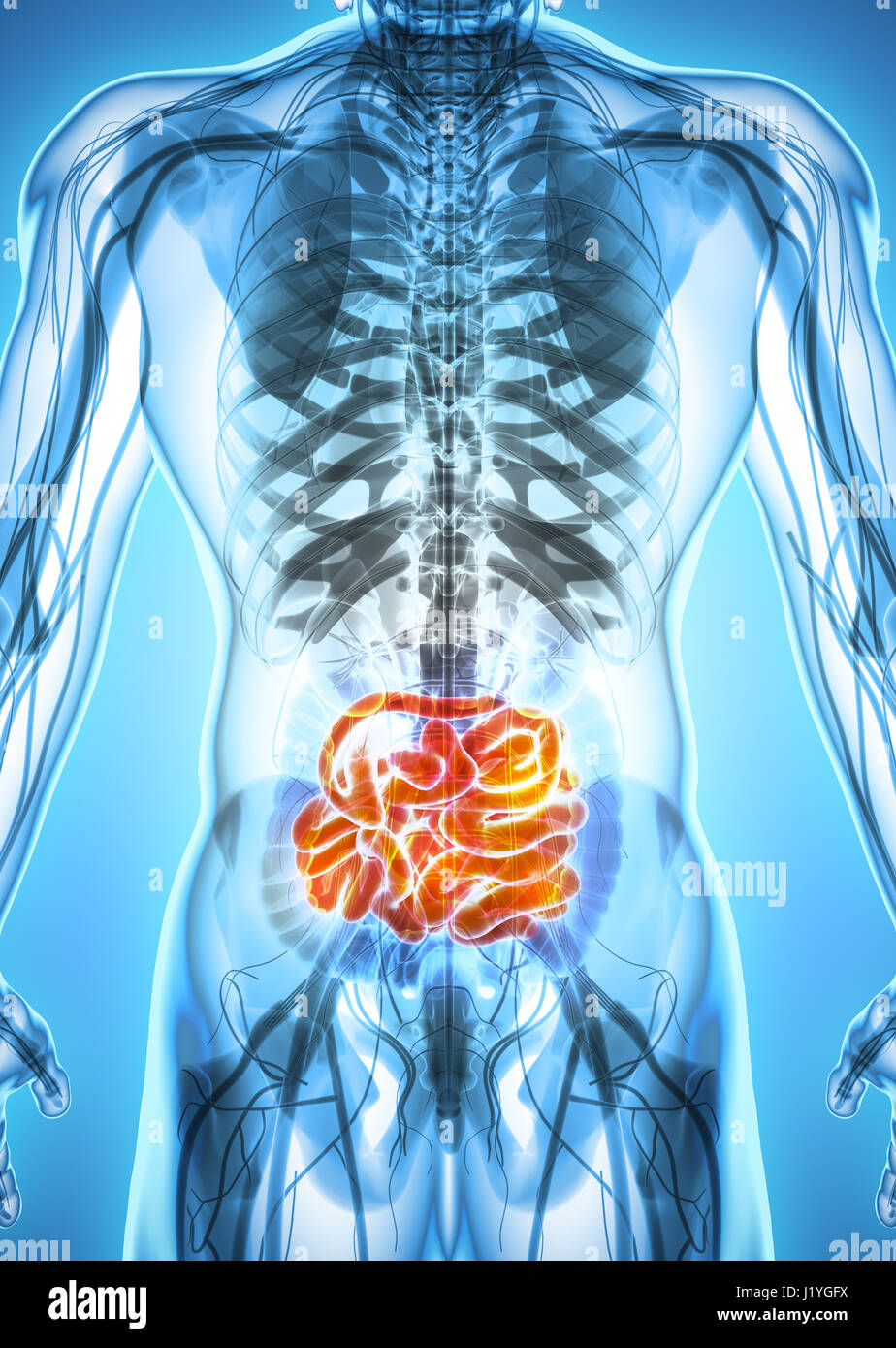 Inflamed intestinal villi hi-res stock photography and images - Alamy