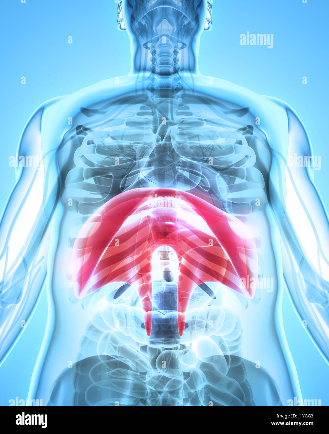Diaphragm body part hi-res stock photography and images - Alamy