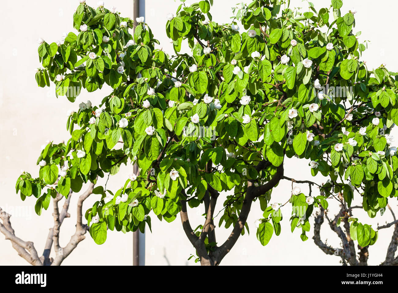 travel to Italy - white flower on decorative fig tree in Mantua city in ...