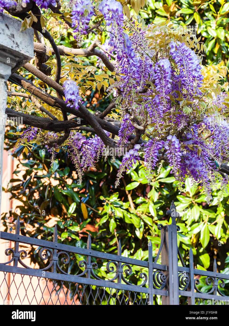travel to Italy - blue flowers wisteria bush in urban garden in Mantua ...