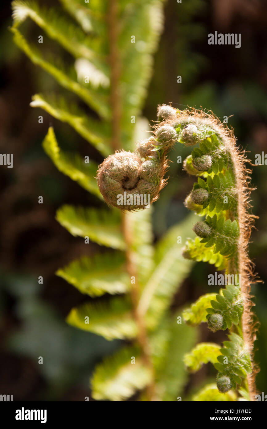Lady fern common lady fern athyrium hi-res stock photography and images ...