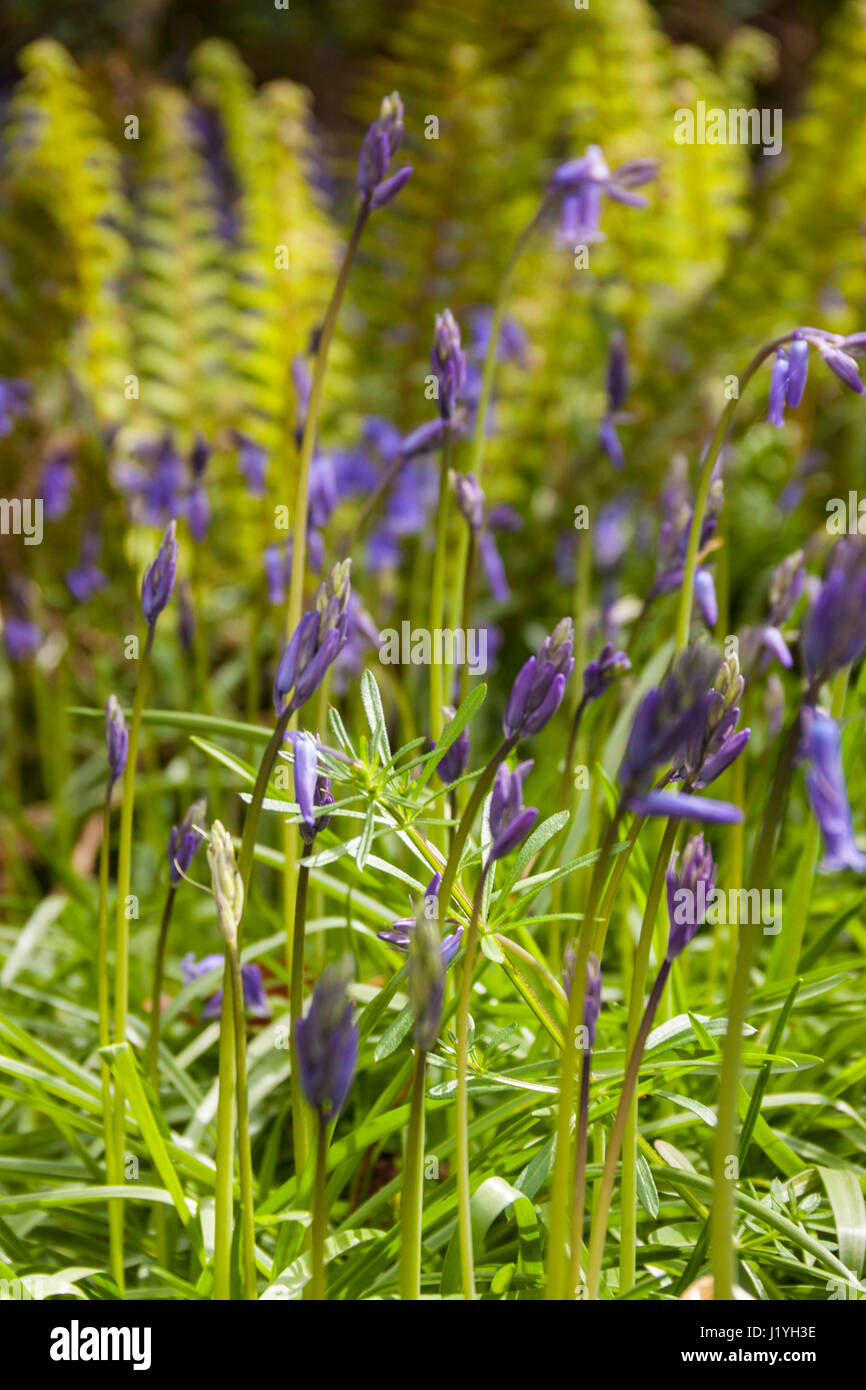 Bluebells beginning to open with common lady fern behind in a shady ...