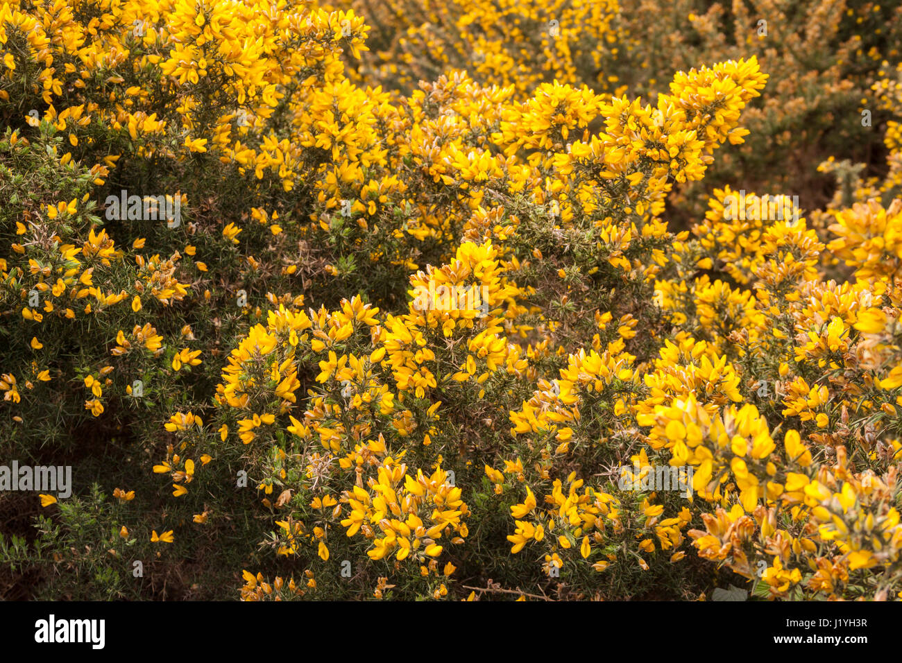 Gorse bush in flower with stark thorns on a heath top,Ulex, family ...