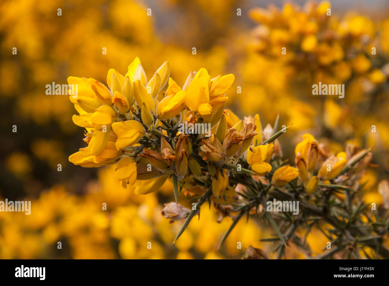 Stark flower hi-res stock photography and images - Alamy
