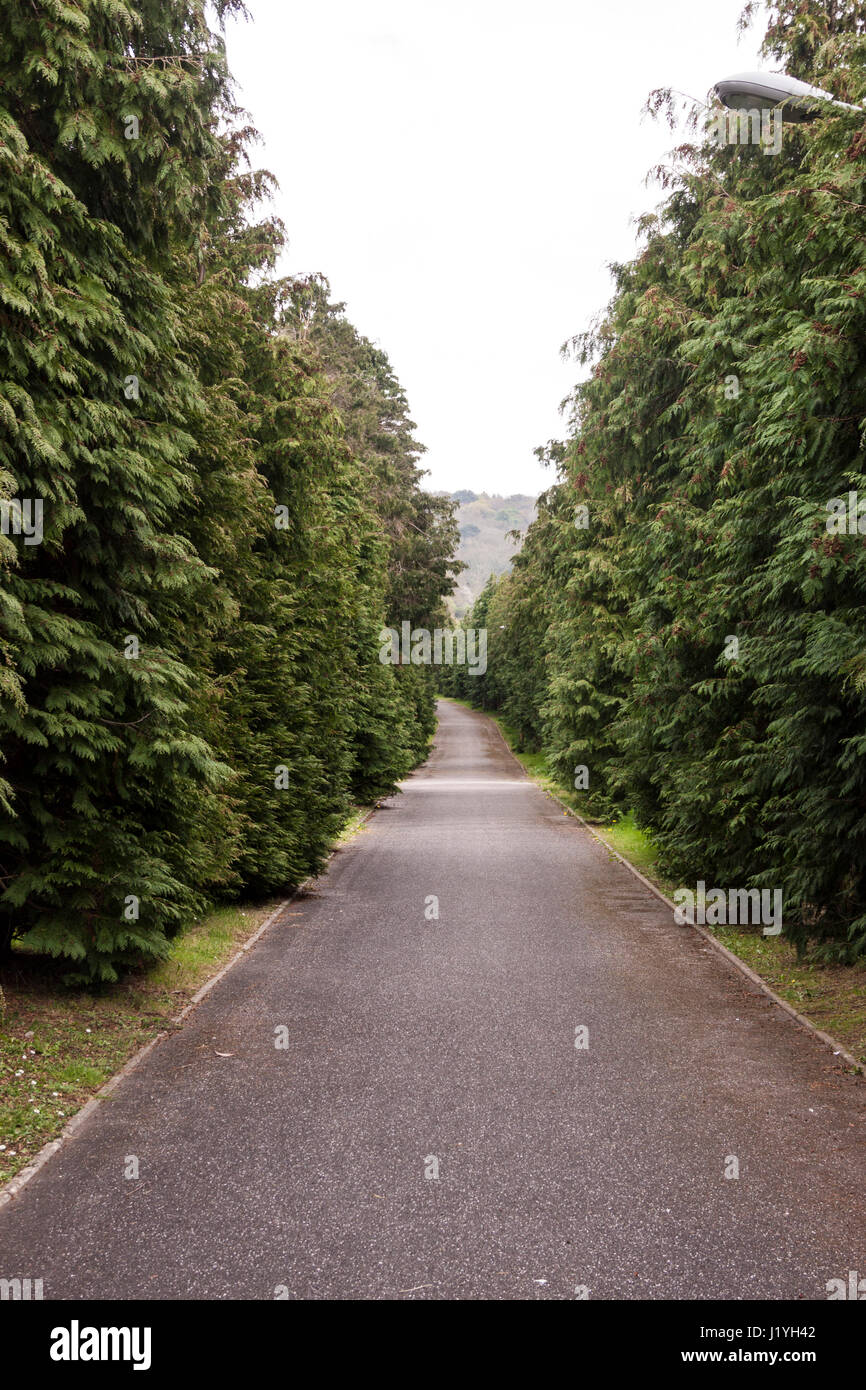 Conifer lined road hi-res stock photography and images - Alamy