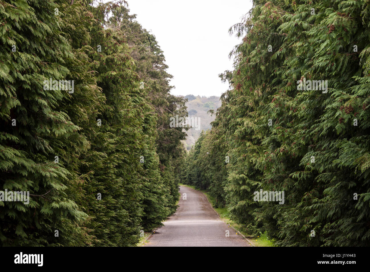 An avenue of conifer trees leading away into the distance Stock Photo ...