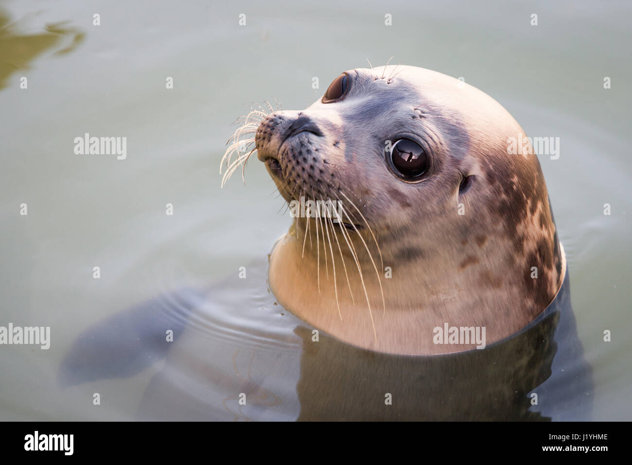 Seal looking around, being cute Stock Photo - Alamy