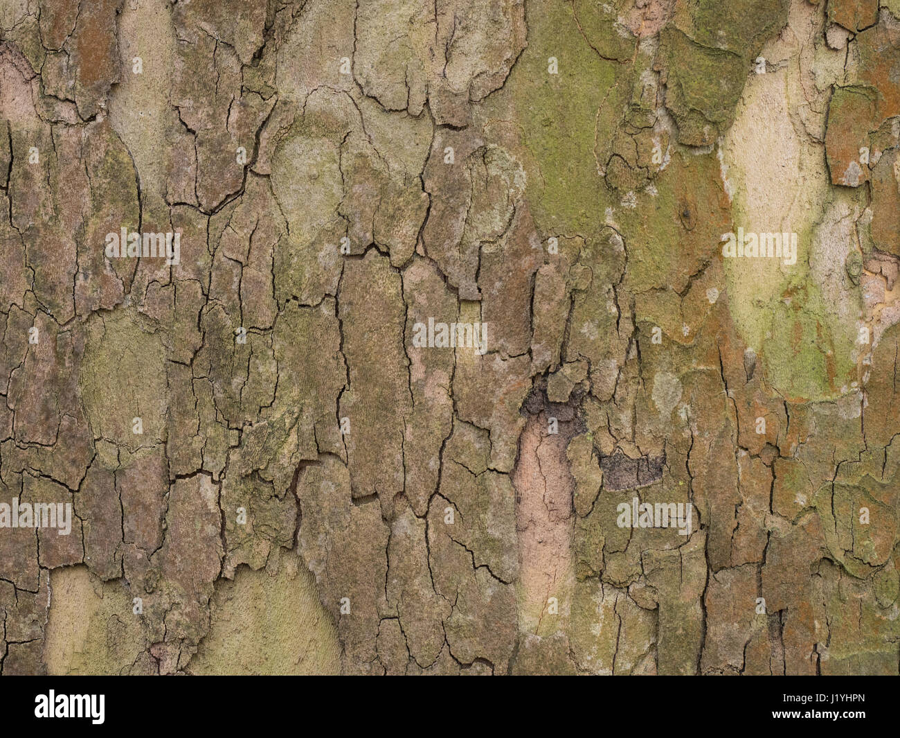 bark from an old leaf tree in spring Stock Photo - Alamy