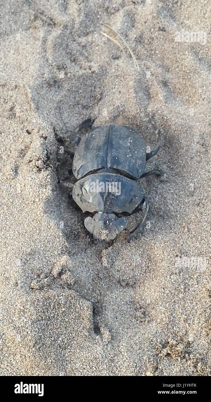 scarab hiding on a sandy underground in south africa Stock Photo - Alamy
