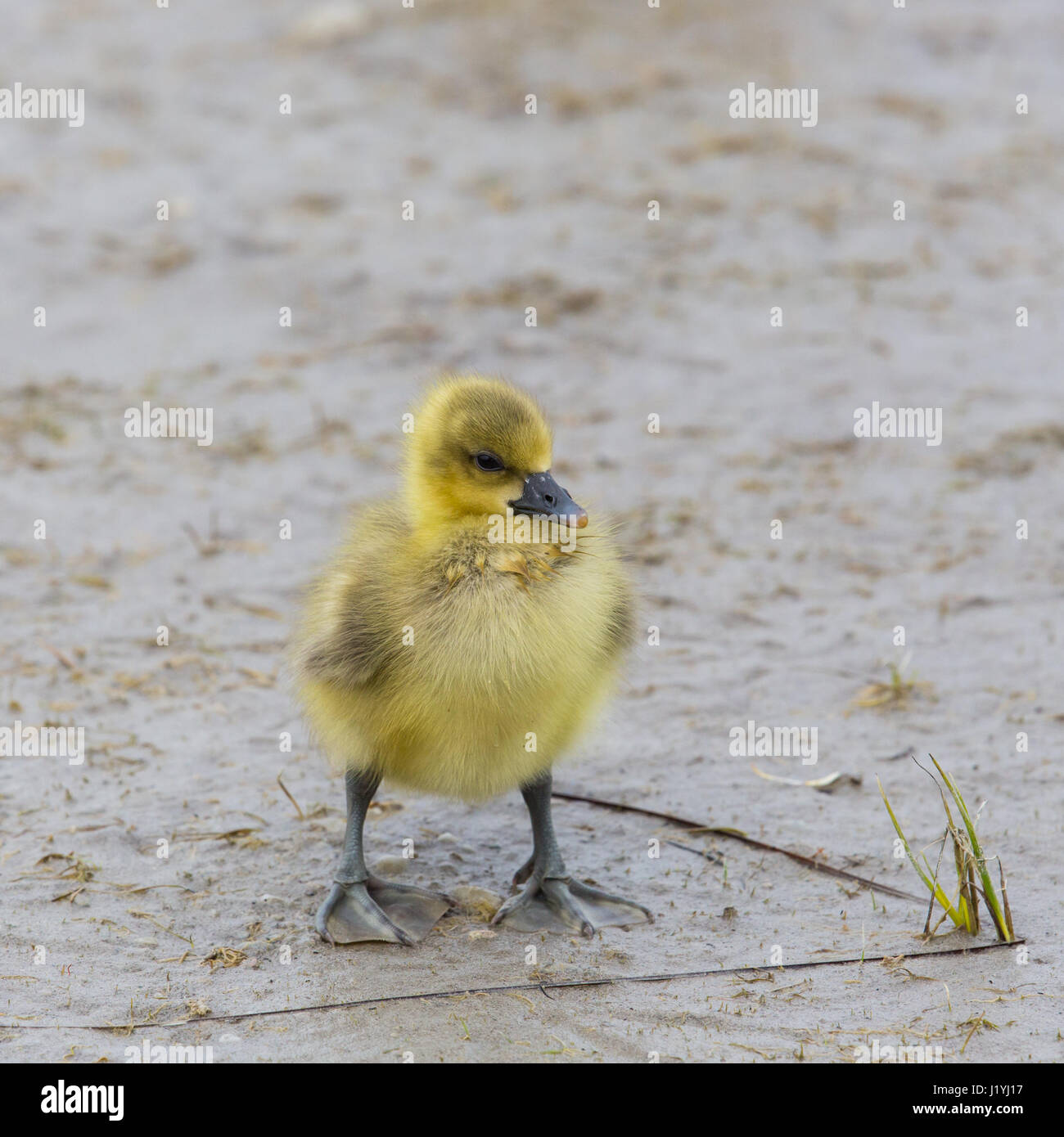 cute yellow baby gray goose (anser anser) standing in mud Stock Photo ...