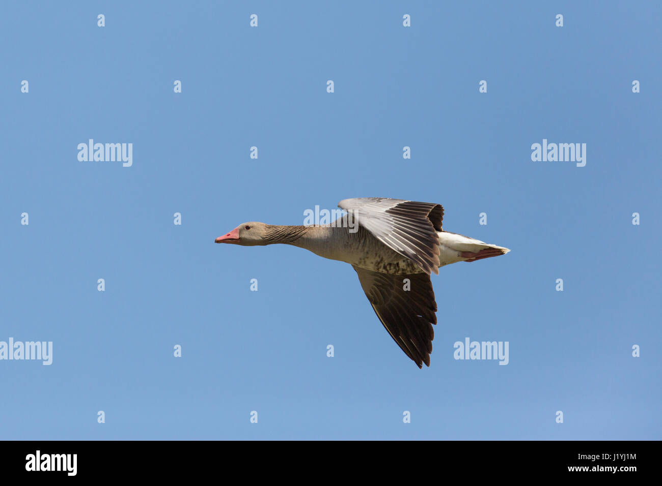 detailed portrait of isolated flying gray goose (anser anser) in blue ...