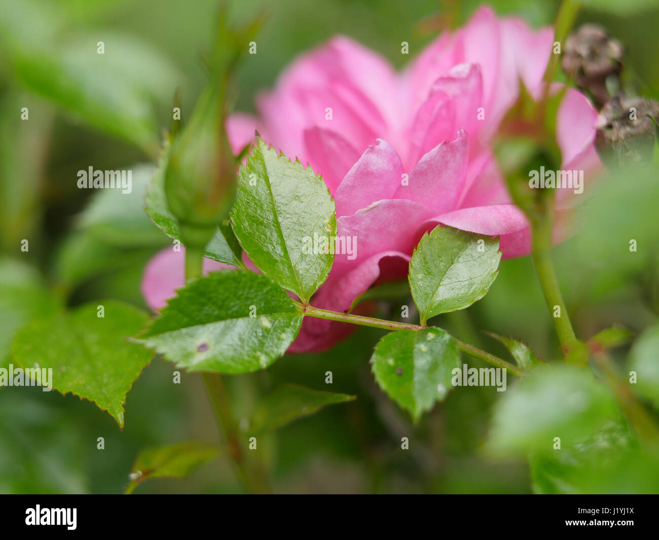1 single rose hi-res stock photography and images - Alamy