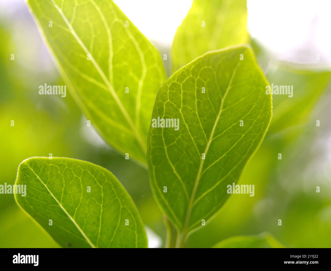 Veins of a leaf Stock Photo - Alamy