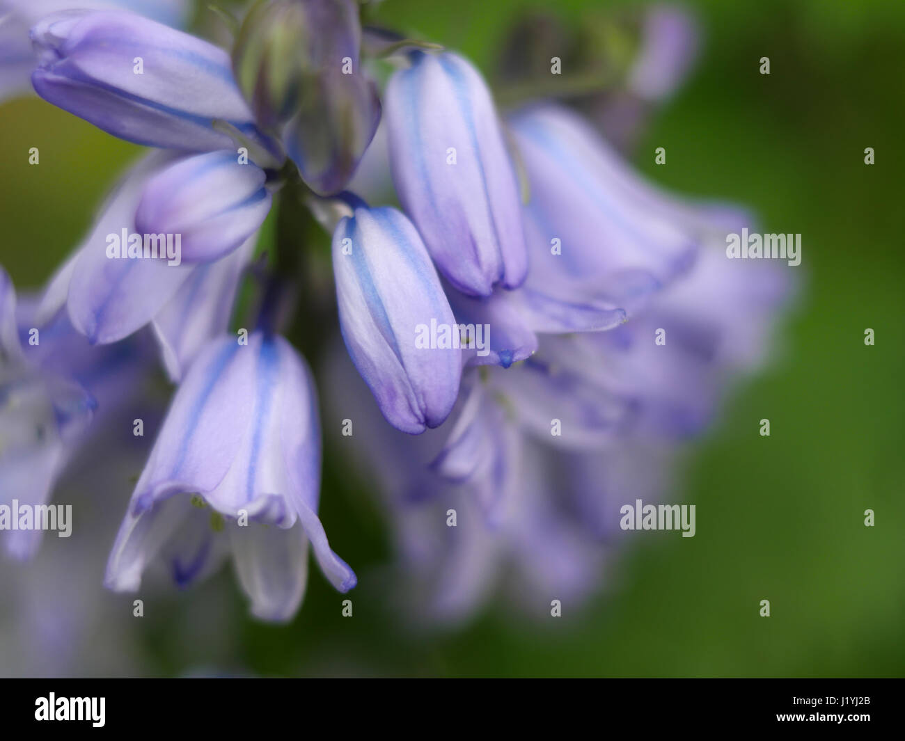 Bluebell in bloom hi-res stock photography and images - Alamy