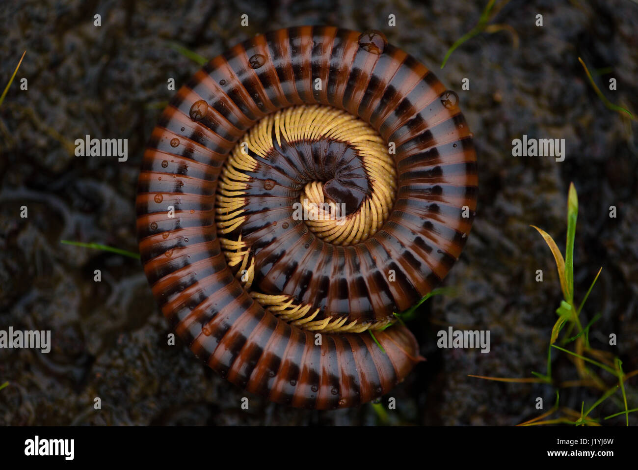 Millepde hi-res stock photography and images - Alamy