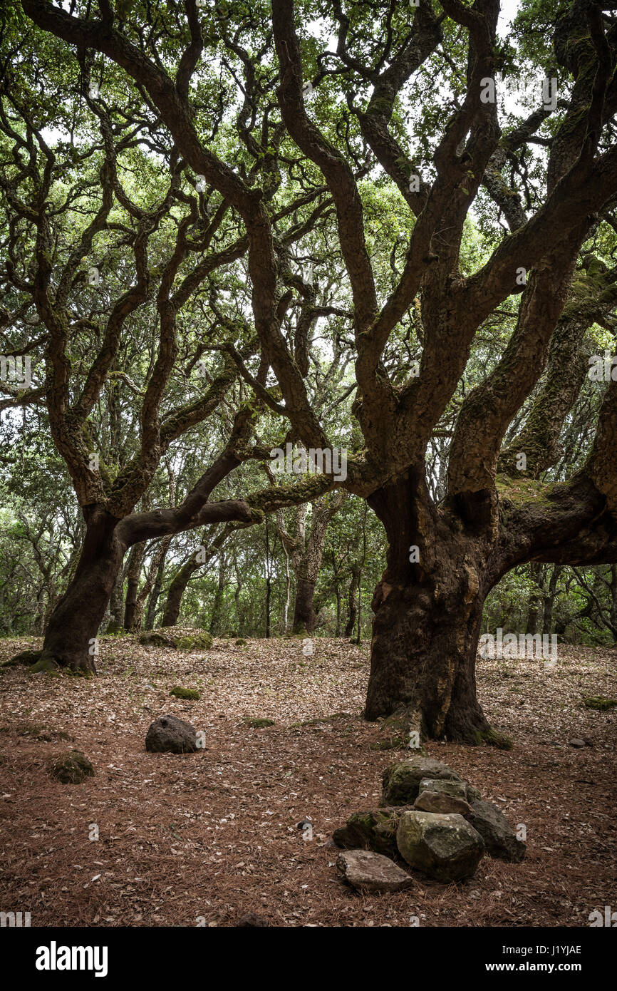 Old mysterious oaks in a park of Monte Arci, Oristano province ...