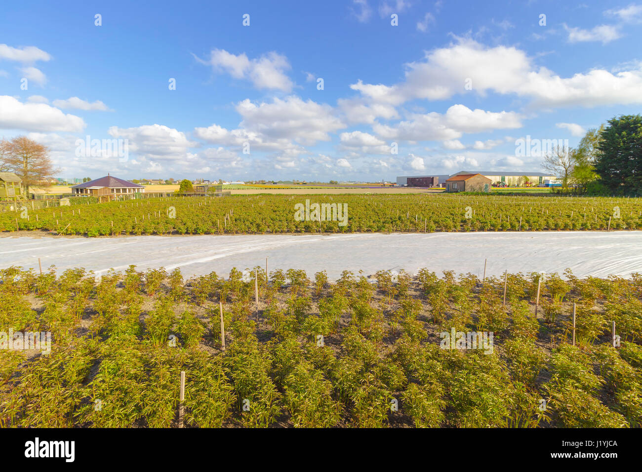 View of a plantation field of Marijuana in The Netherlands Stock Photo ...