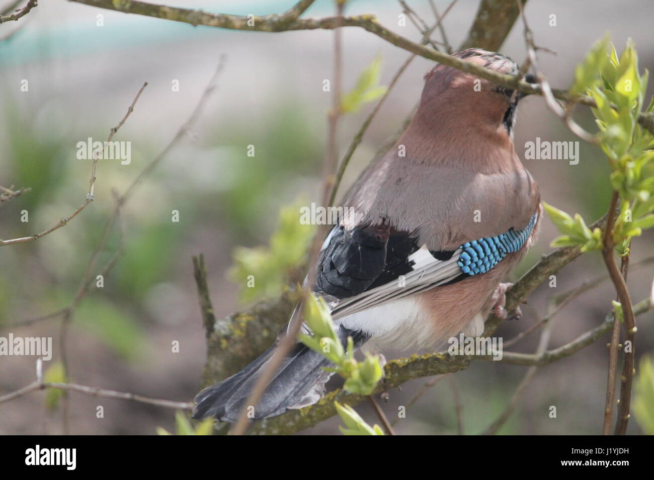 Beautiful big wild jay hi-res stock photography and images - Alamy
