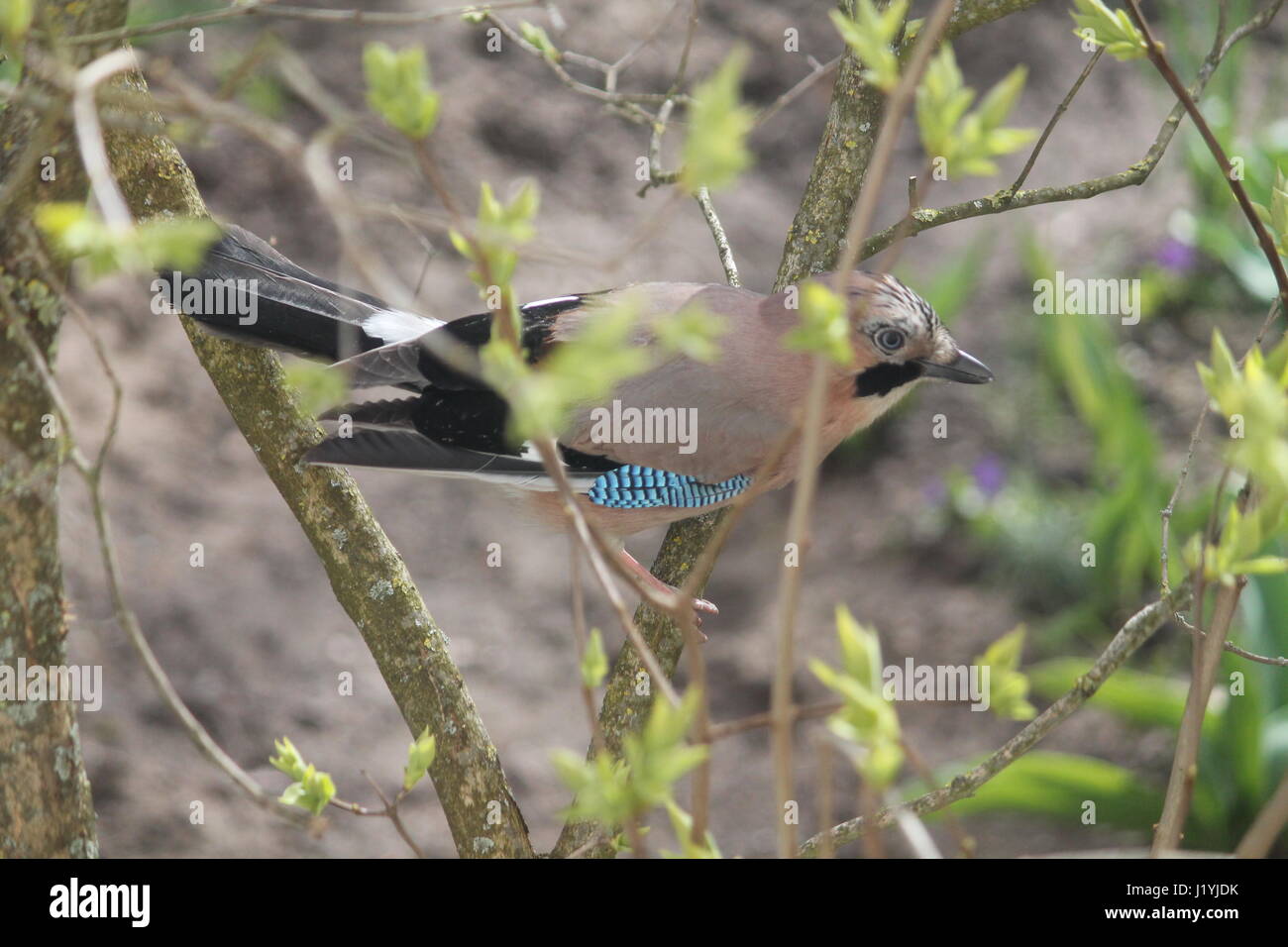 beautiful big wild jay bird sit on garden lilac prepare made nest in ...